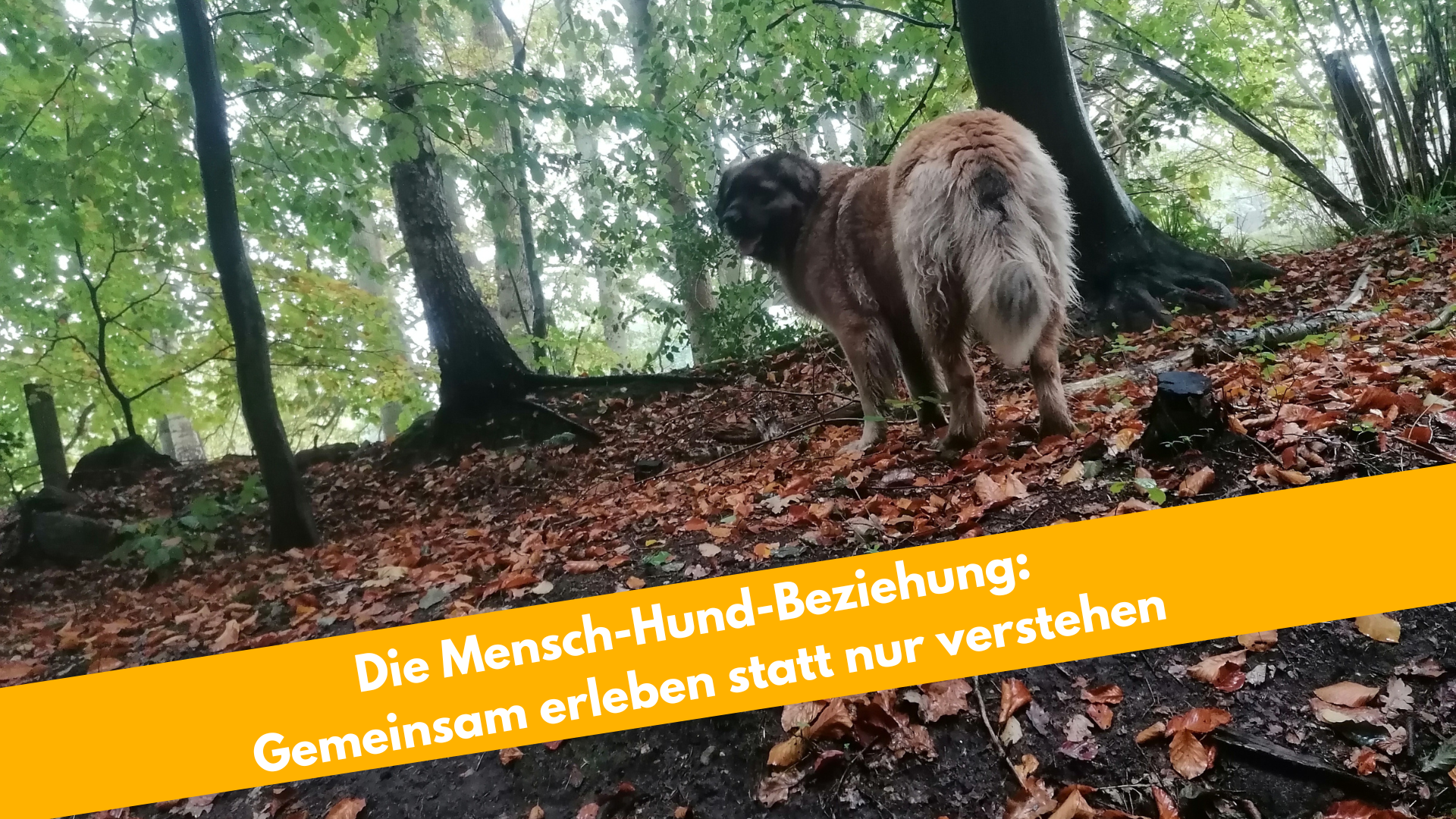 Die Mensch-Hund-Beziehung: Gemeinsam erleben statt nur verstehen
